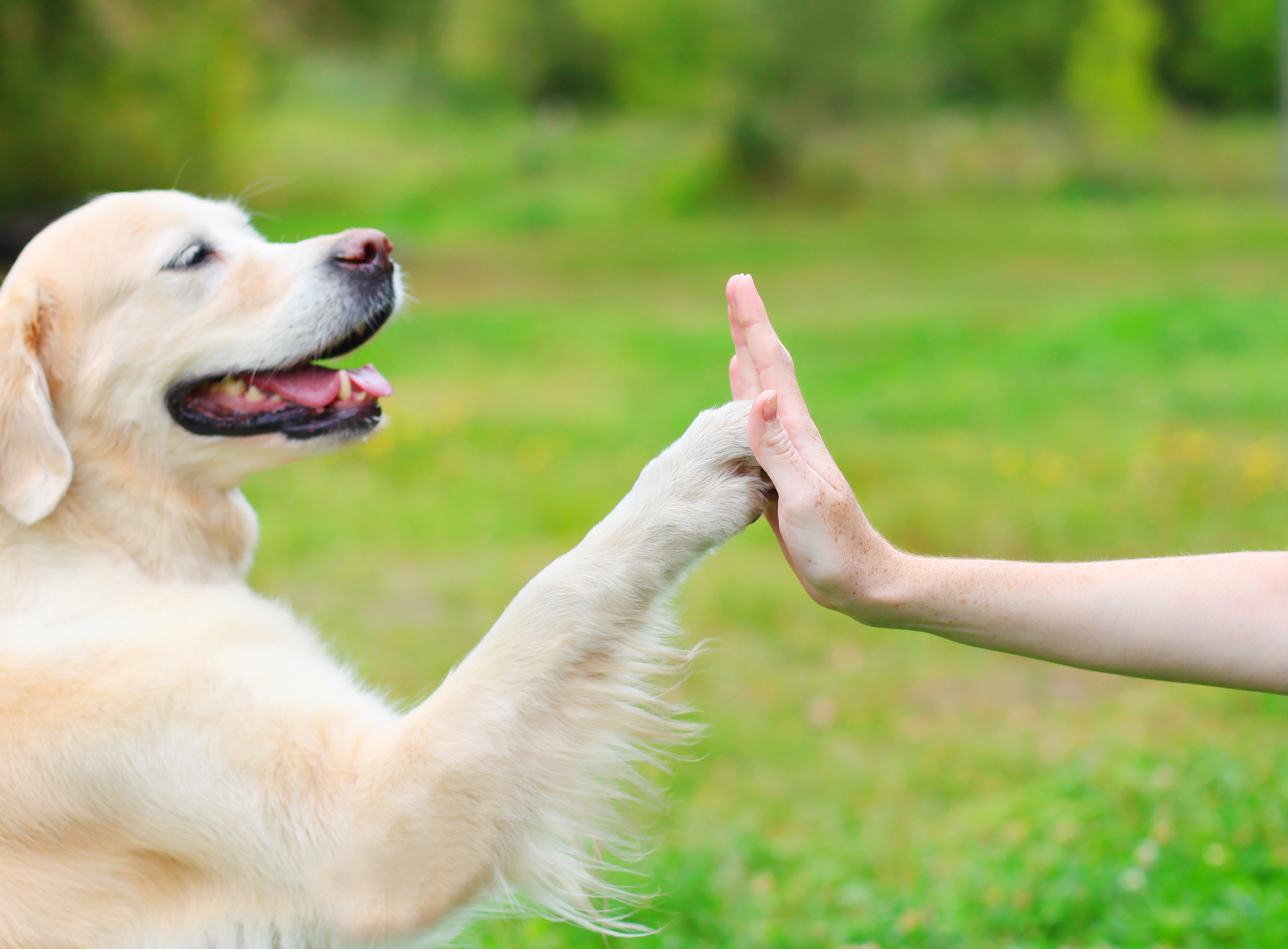 Training Options - K10 Professional Dog Training